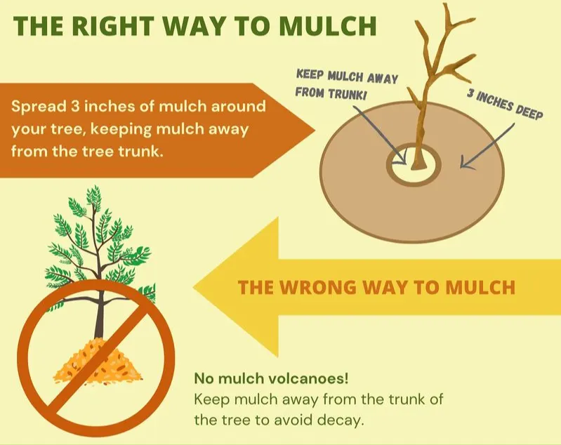 TreeFolks