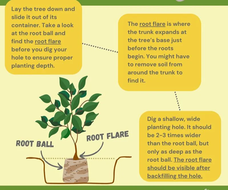 TreeFolks